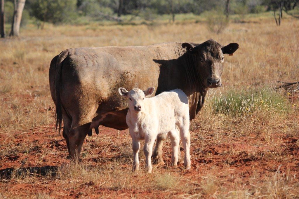 Bull for Sale Australia | Murray Grey Cattle | Worldwide