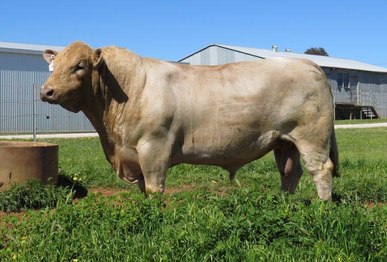 Bull destined for Tasmania - Murray Grey