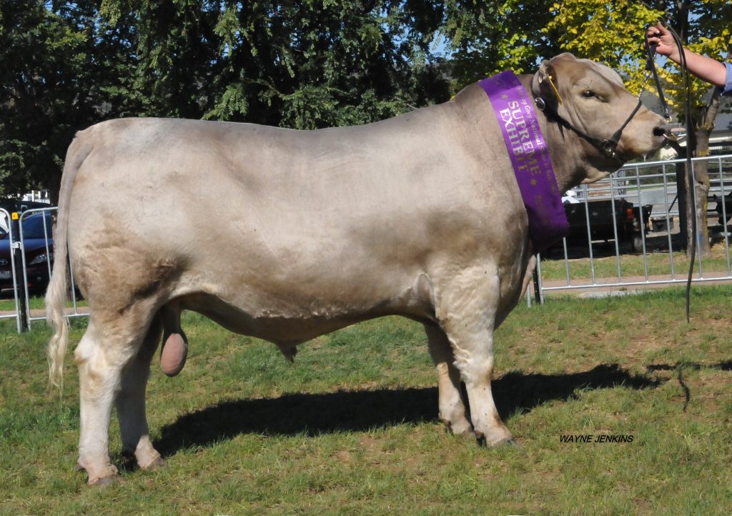 Murray Grey National Show & Sale - Murray Grey