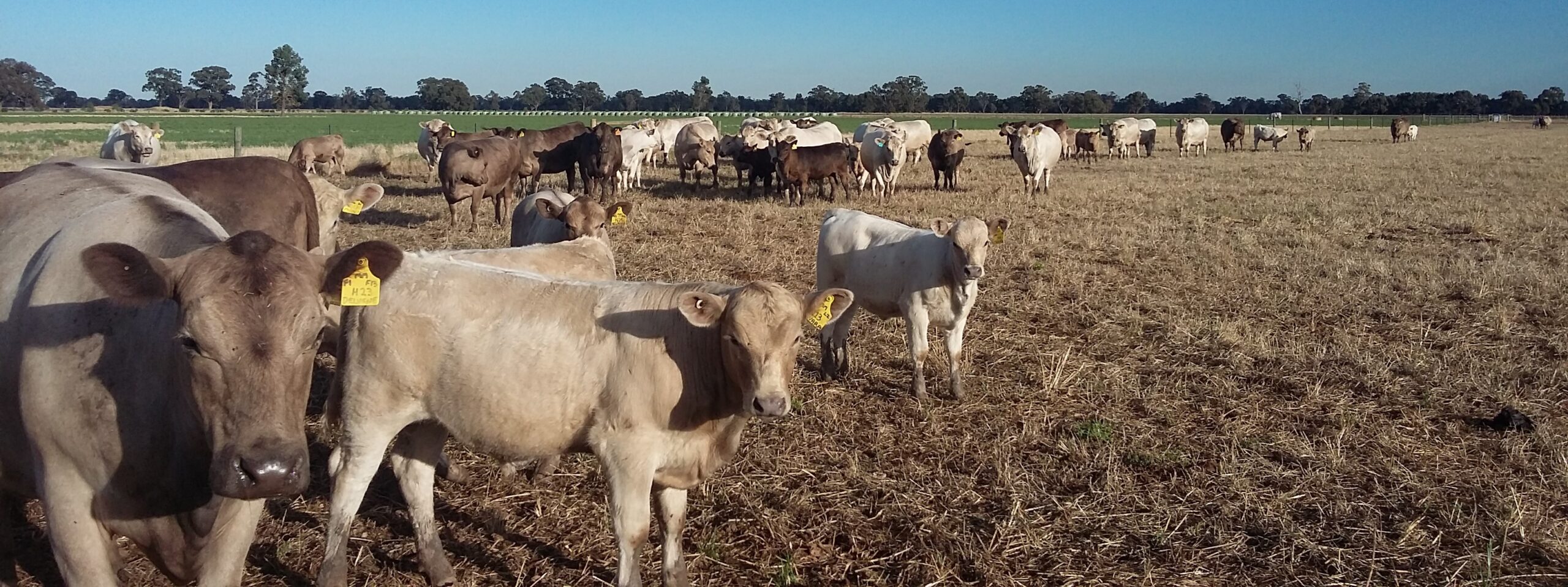 Bull for Sale Australia | Murray Grey Cattle | Worldwide