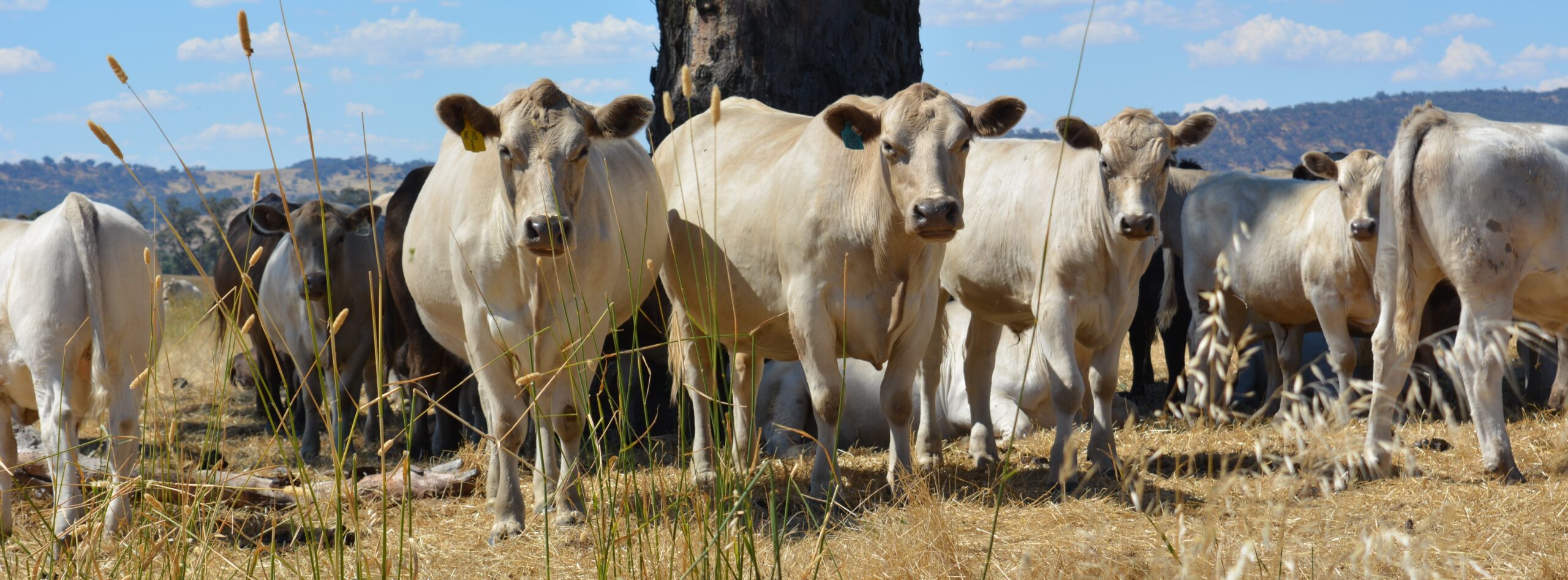 Bull for Sale Australia | Murray Grey Cattle | Worldwide