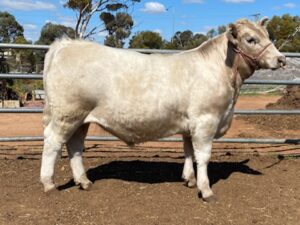 Australia Bulls | Muray Grey Beef Cattle Society