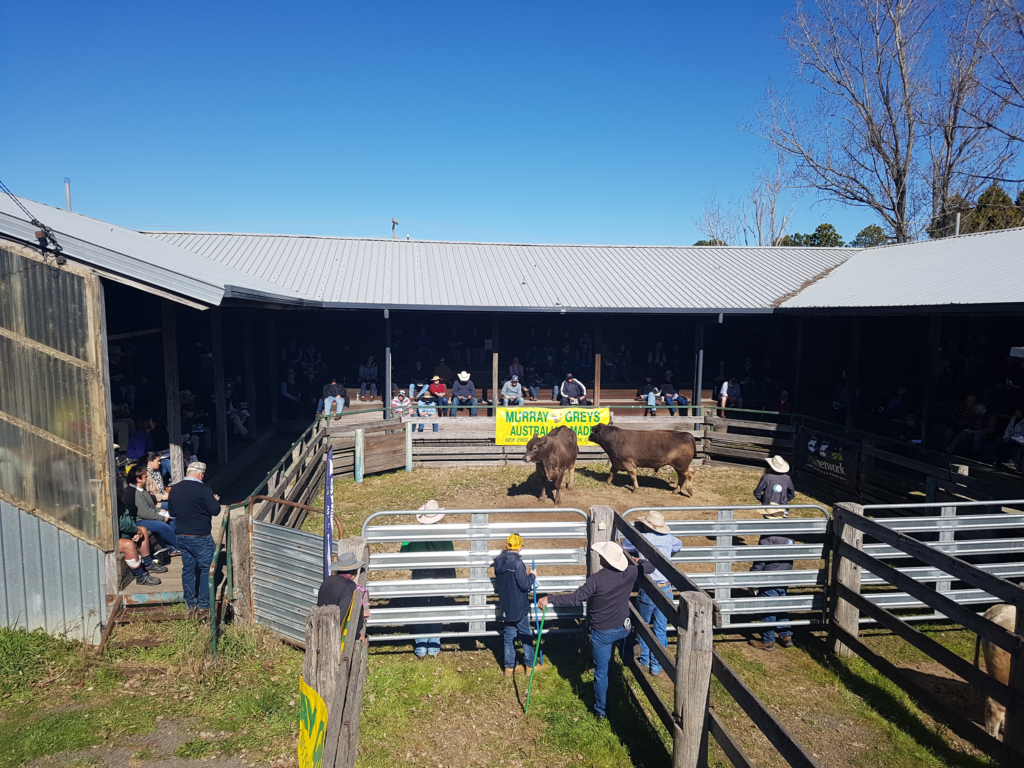 Bull for Sale Australia | Murray Grey Cattle | Worldwide