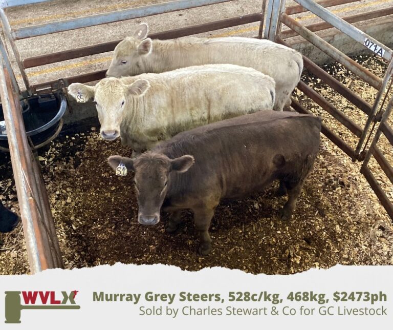Bull for Sale Australia | Murray Grey Cattle | Worldwide