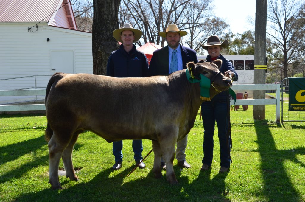 Murray Grey Steer Success Story by Ben Spry - Murray Grey