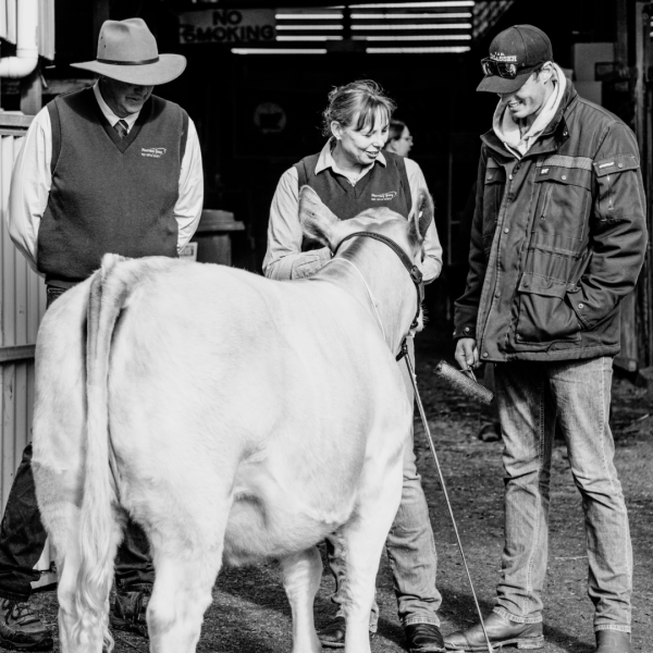 Bull for Sale Australia | Murray Grey Cattle | Worldwide