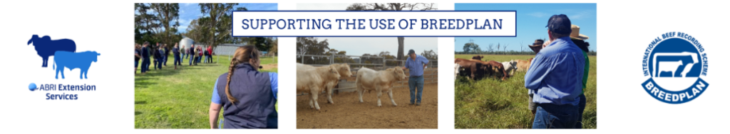 Bulls for Sale Australia | Murray Grey Cattle Worldwide
