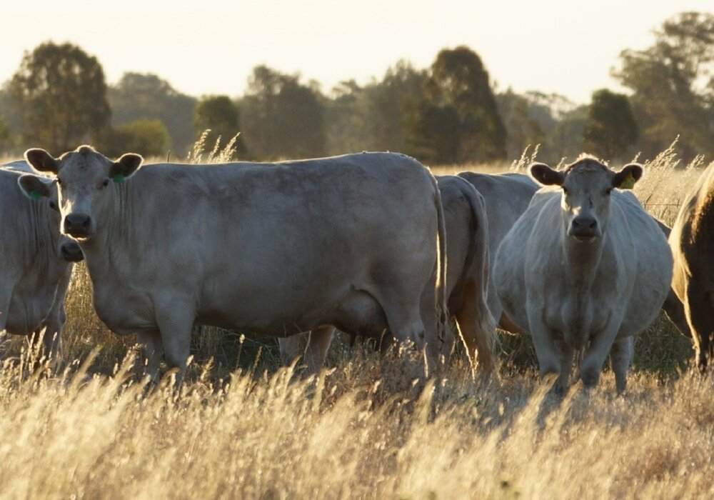 Melaleuca On Property Bull Sale - Murray Grey